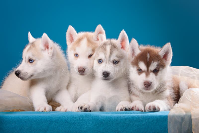 169 Four Husky Puppies Stock Photos - Free & Royalty-Free Stock Photos ...
