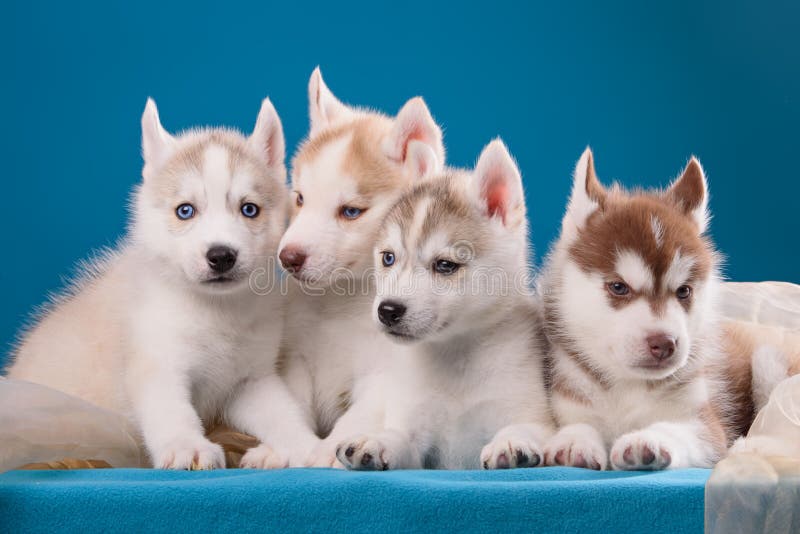 169 Four Husky Puppies Stock Photos - Free & Royalty-Free Stock Photos ...