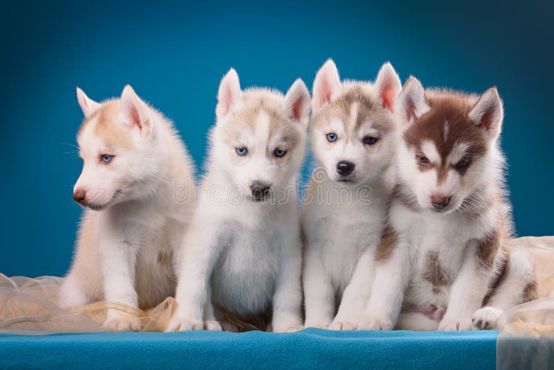 169 Four Husky Puppies Stock Photos - Free & Royalty-Free Stock Photos ...