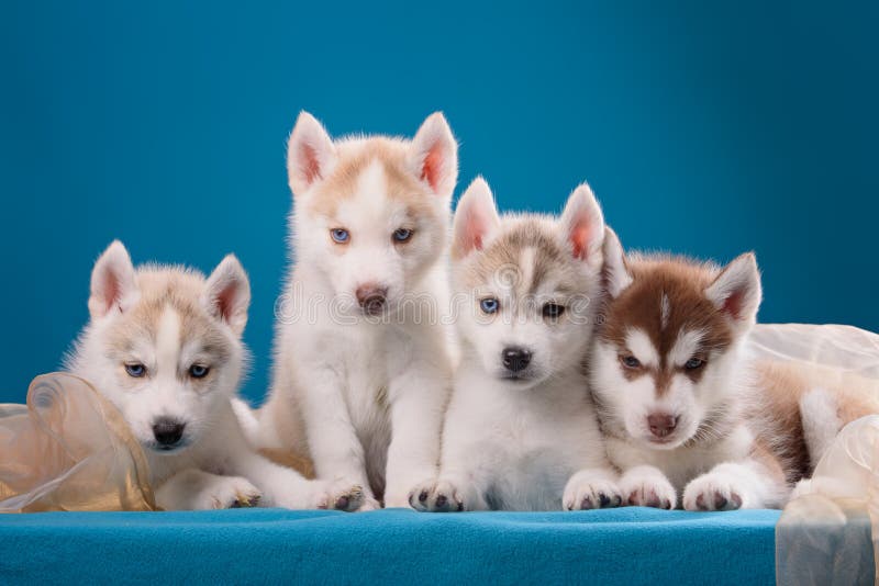 169 Four Husky Puppies Stock Photos - Free & Royalty-Free Stock Photos ...