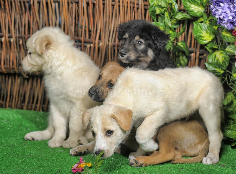 Four puppies together stock photo. Image of brown, furry - 33428382