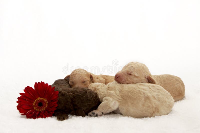 Four Pups stock photo. Image of sleep, adorable, pets - 5631738