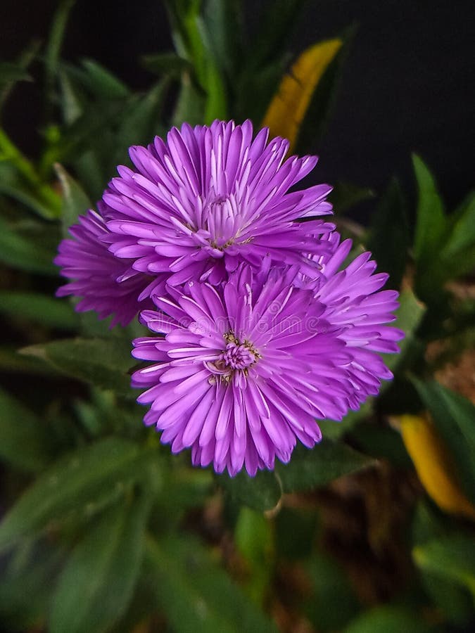 Four Purple Aster in Dark Mood Style Stock Image - Image of dark, style ...