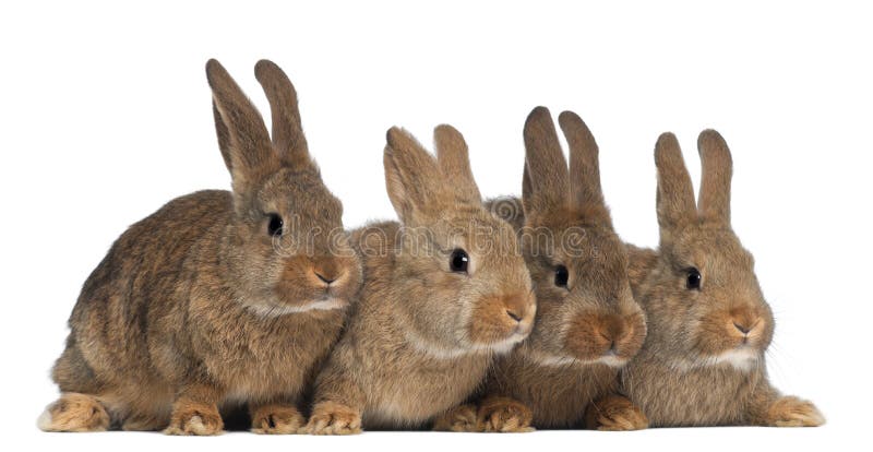 Group of rabbits in a row stock image. Image of brown - 16904315