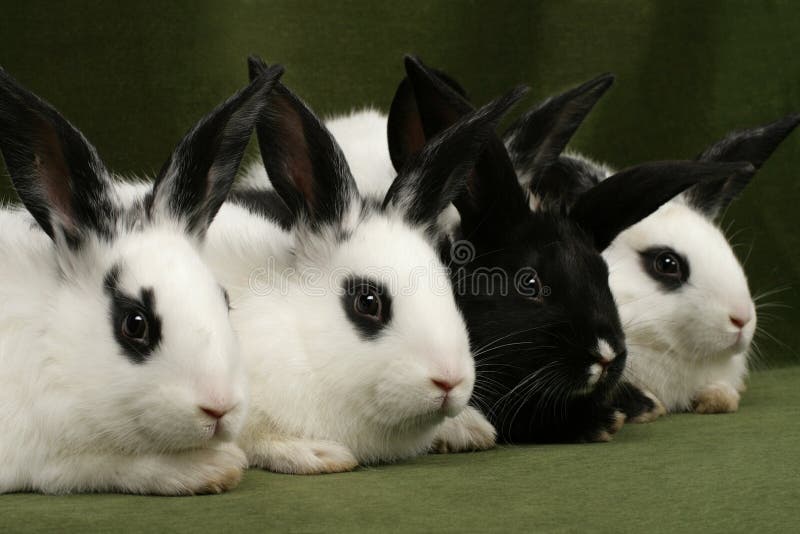 Four cute rabbits stock photo. Image of young, bunny, mammal - 4507018