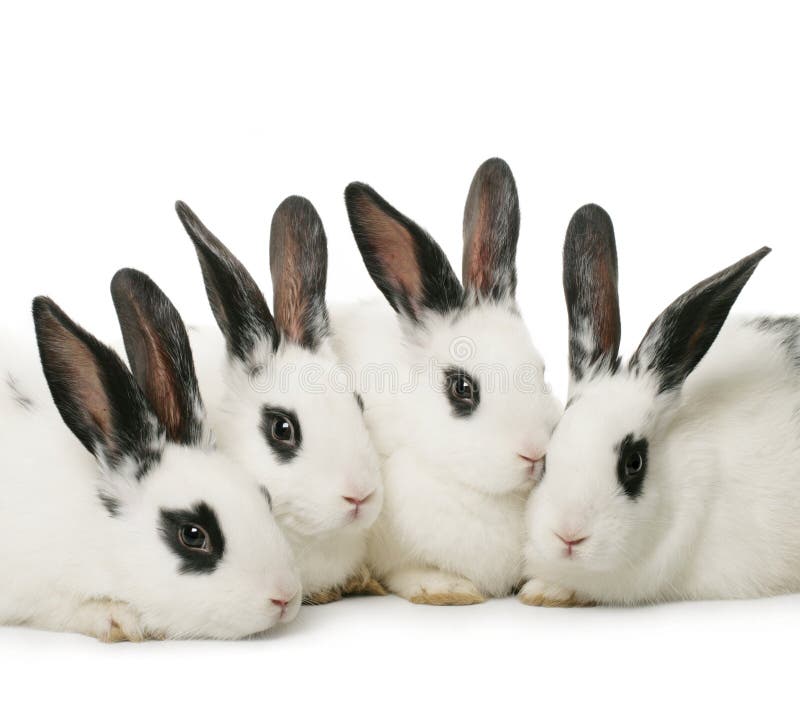 Four rabbits stock image. Image of close, pretty, detail - 4198479