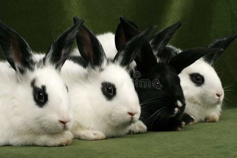 Four cute rabbits stock photo. Image of young, bunny, mammal - 4507018