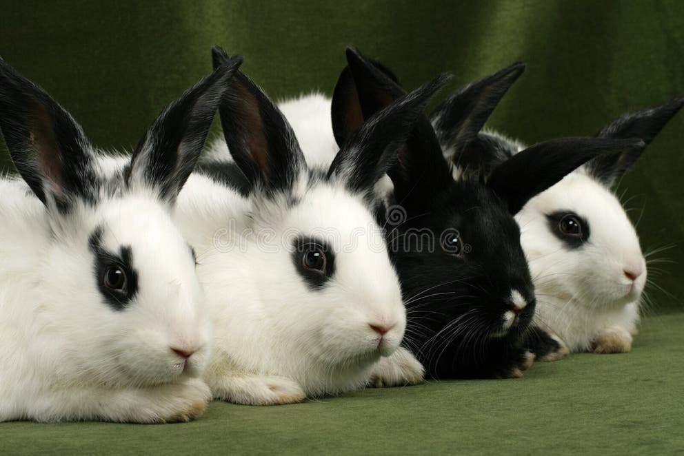 Four rabbits stock photo. Image of four, staring, young - 4507244