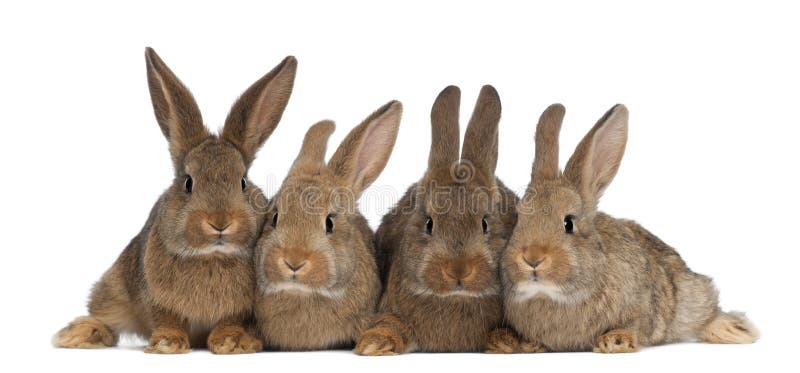 Four rabbits stock photo. Image of front, background - 27269658