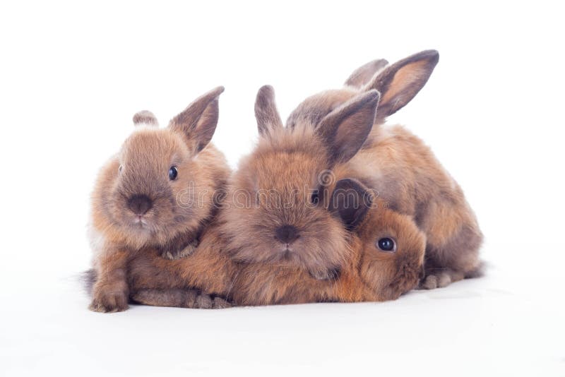 Four Rabbits Isolated on the White. Stock Image - Image of farm, gray ...