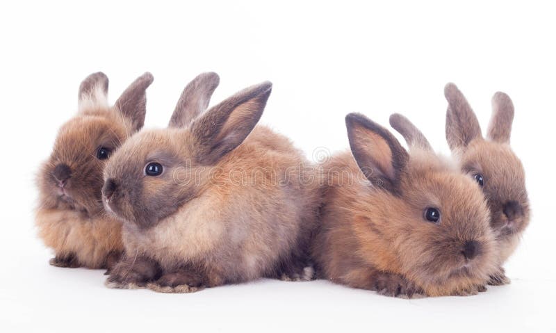 Four Rabbits Isolated on the White. Stock Image - Image of livestock ...