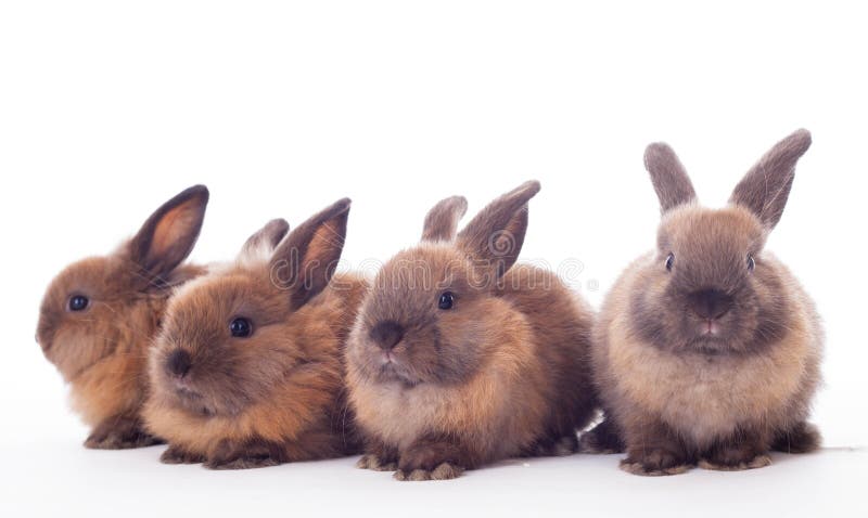Four Rabbits Isolated on the White. Stock Image - Image of farm, gray ...