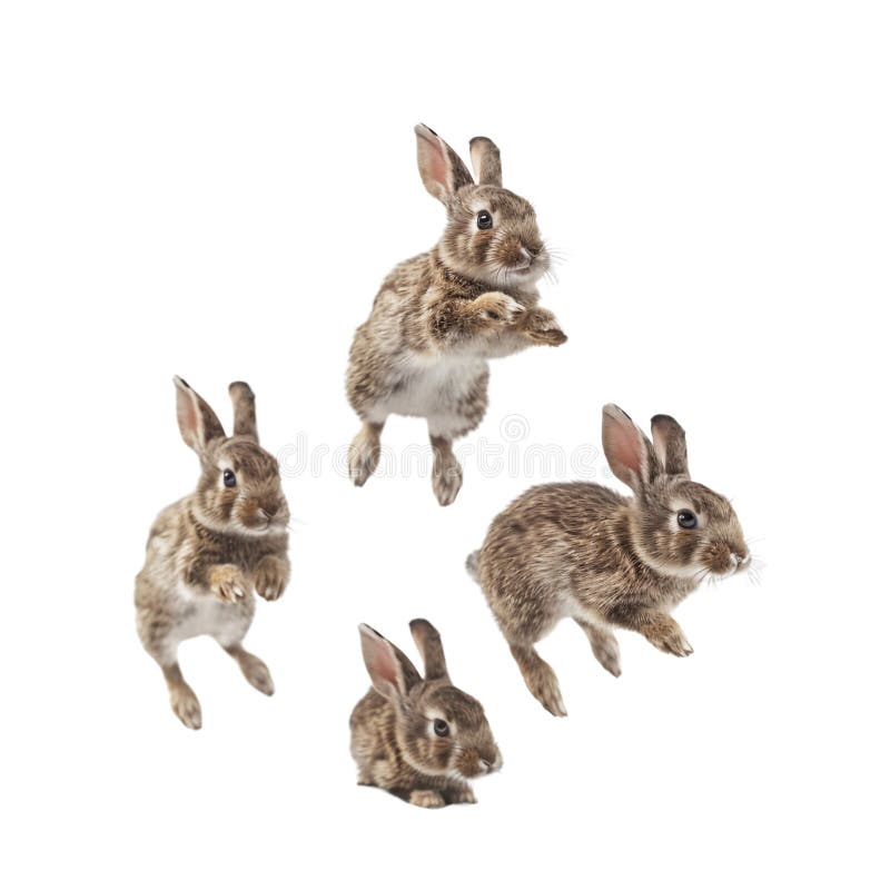 Four Rabbits Jumping stock illustration. Illustration of whiskers ...