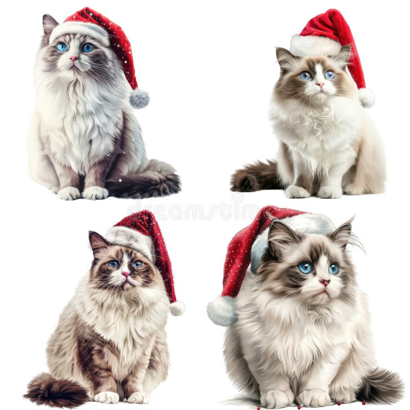 Four Ragdoll Cats Wearing Santa Hats Stock Image - Illustration of ...