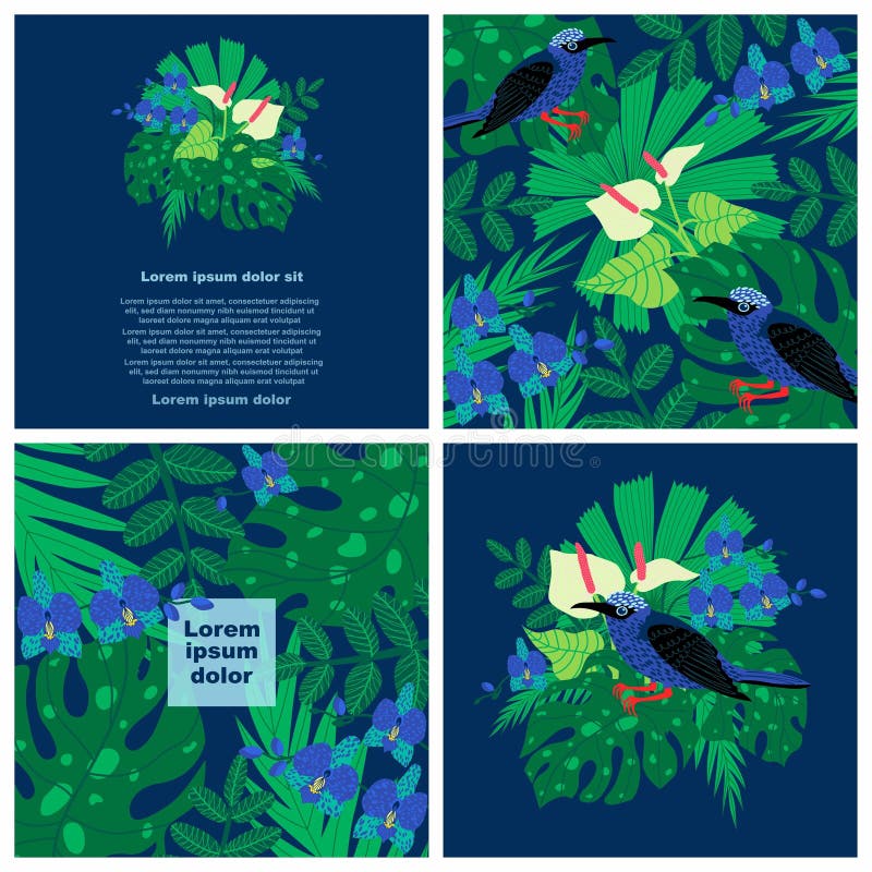 Four Rectangle Botanical Illustrations Featuring Various Tropical Birds ...