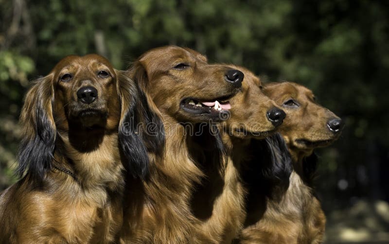 Four red Dachshund stock image. Image of meadow, beauty - 16261365