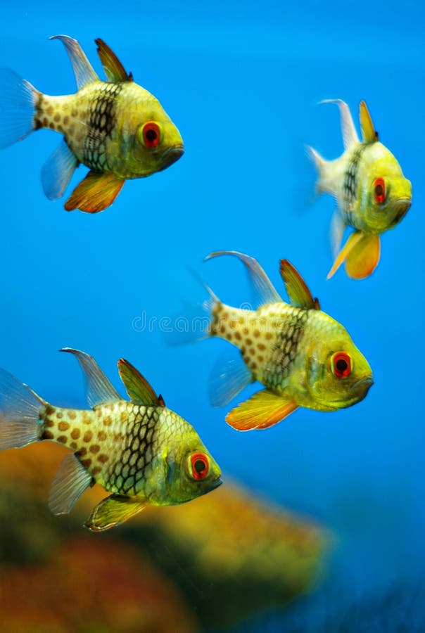 7,730 Four Fish Stock Photos - Free & Royalty-Free Stock Photos from ...