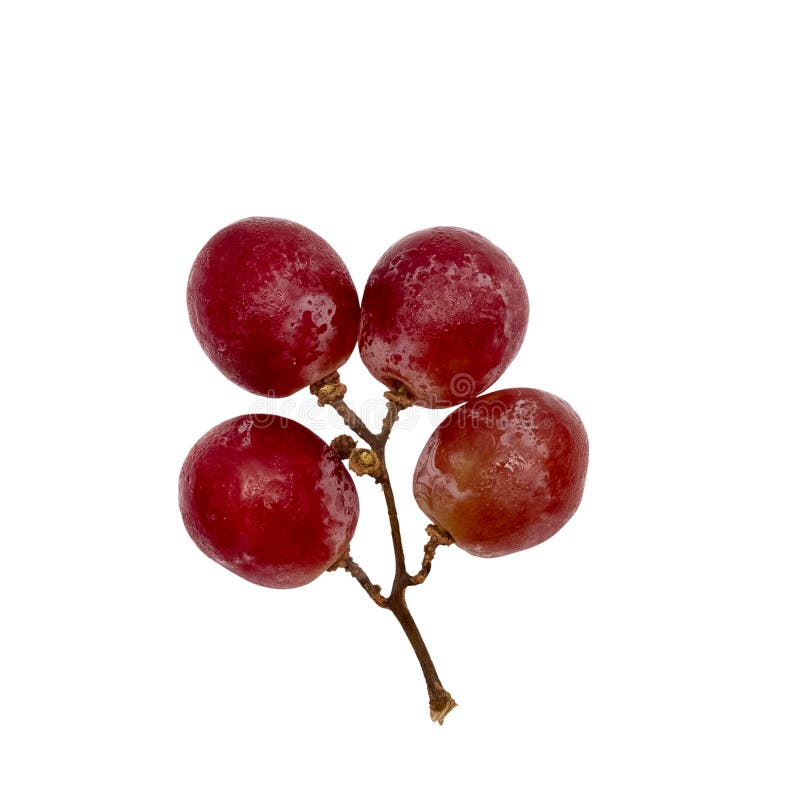 Four red grapes stock photo. Image of objects, nutrition - 76358366