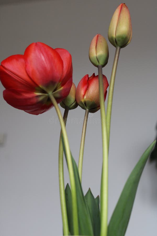 Four red tulips stock image. Image of gift, tender, plant - 216528173