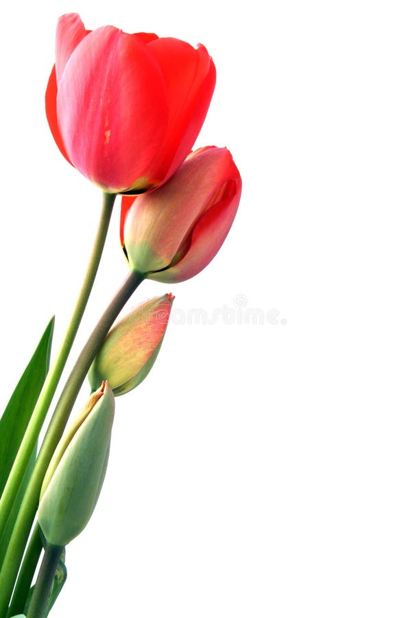 Four red tulips isolated stock photo. Image of green - 13987150