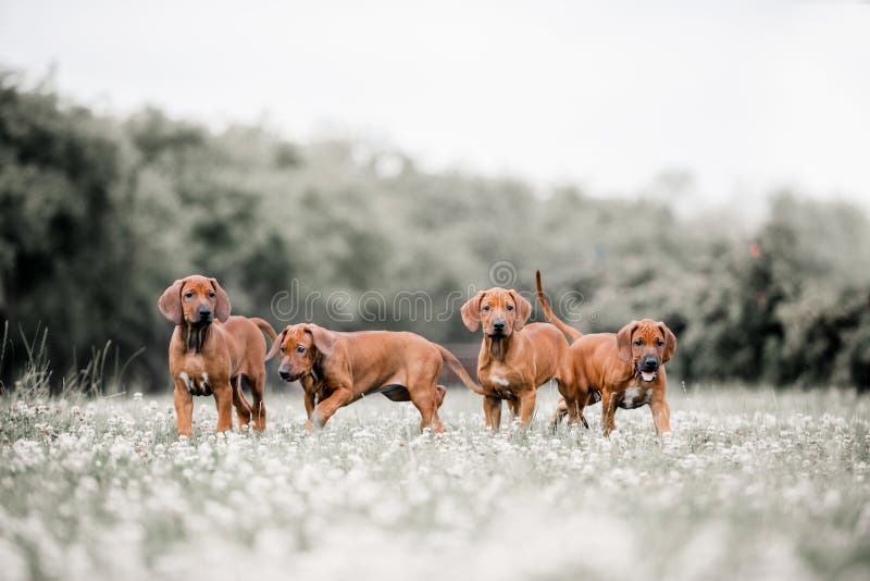 Four Cute Red Dog Visla Sitting in the Snow, Portrait Stock Photo ...