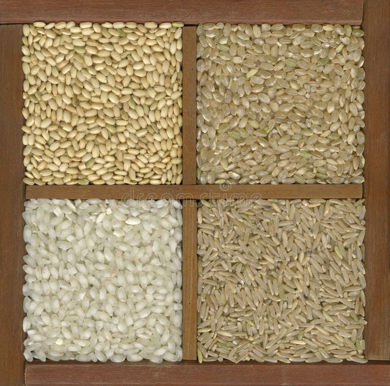 Four Rice Grains in a Box with Dividers Stock Image - Image of food ...