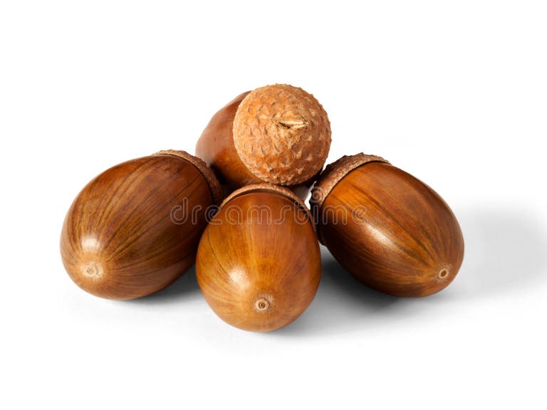 Four Ripe Acorns Isolated on a White Stock Image - Image of object ...