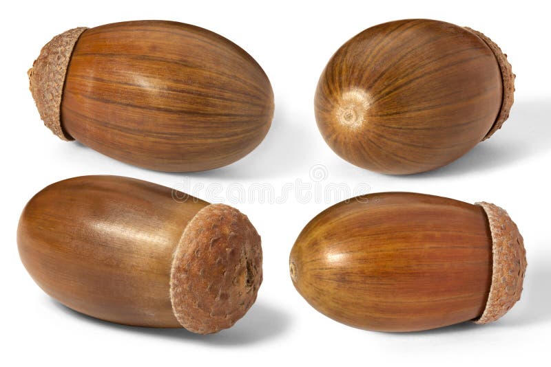 Four Ripe Acorns Isolated on a White Stock Image - Image of ripe ...