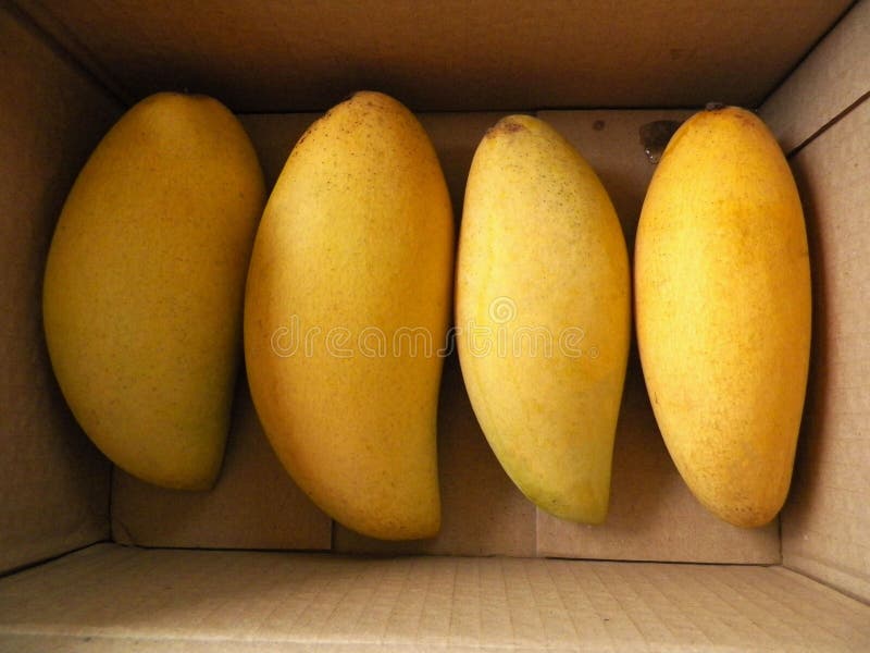 Four Mangoes and Perfectly Ripe, Typical of Indonesia Stock Image ...
