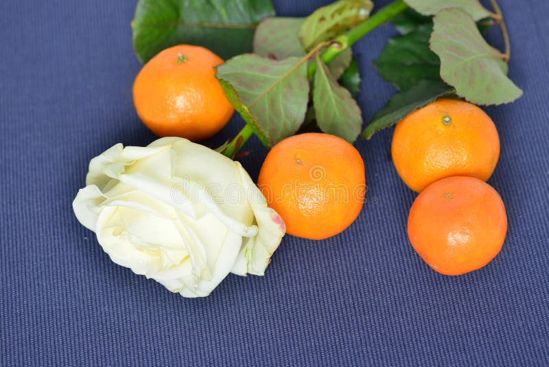 Four Ripe Tangerines and White Rose Stock Image - Image of organic ...