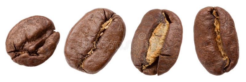 Four Roasted Coffee Beans, Different Shapes and Sizes, on a White ...