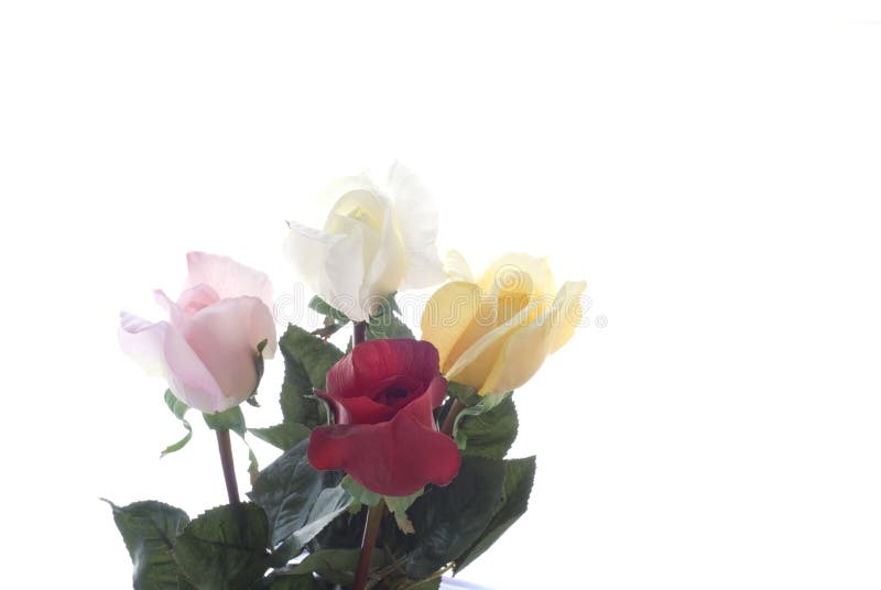 Four Roses stock photo. Image of leaf, pink, beautiful - 3989182