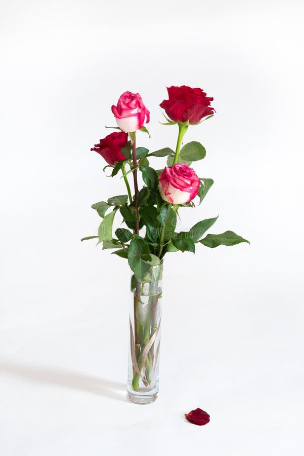 Four Red Roses In The Garden Stock Image - Image of flora, four: 149507959