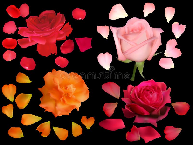 Four roses flowers curl stock vector. Illustration of blue - 17586380