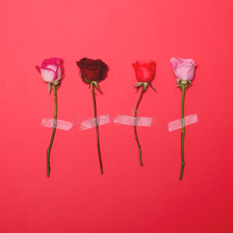 Four Roses Taped on Red Background - Minimal Flat Lay Concept Stock ...