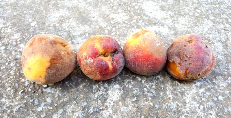 Rotten Peaches White Background Stock Photos - Free & Royalty-Free ...