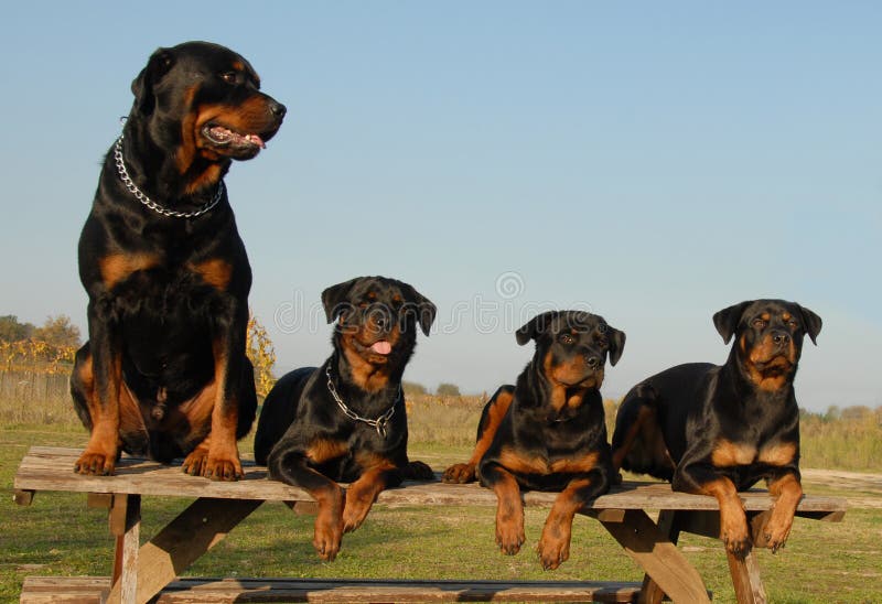 Rottweiler puppy stock image. Image of alert, front, doggies - 2924381