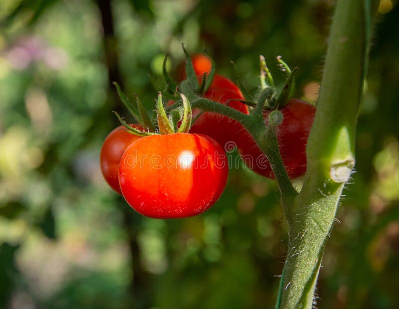 Four Round Red Tomatoes Growing Stock Image - Image of circle, bright ...