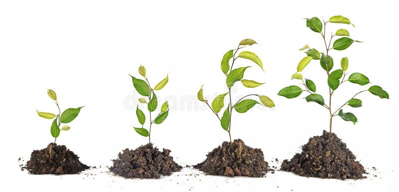 Four Saplings on White Background Stock Image - Image of growing ...