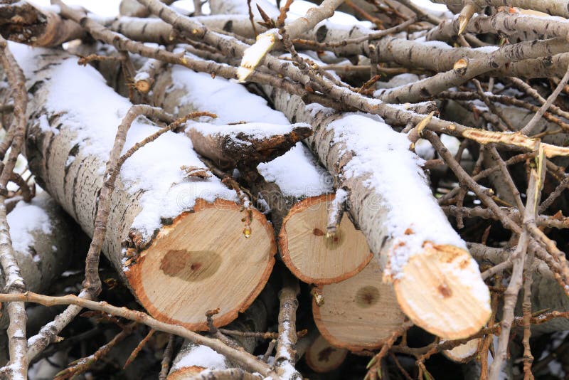 Four Sawn Logs and Twigs in the Snow Stock Image - Image of frozen ...