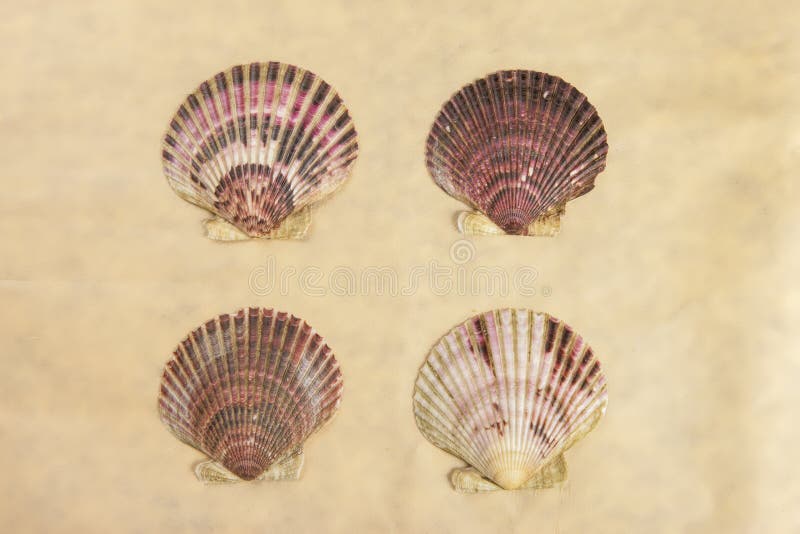 Four scallop shells. stock photo. Image of nature, colorful - 43878664