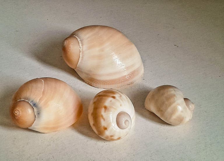 Four sea shells together stock photo. Image of water - 325730264