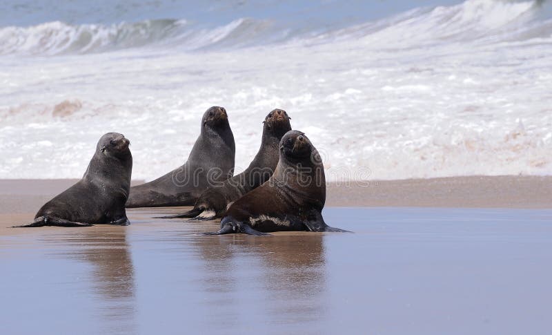 Four Seals Looking Curiously on at Hikers Passing by Stock Photo ...