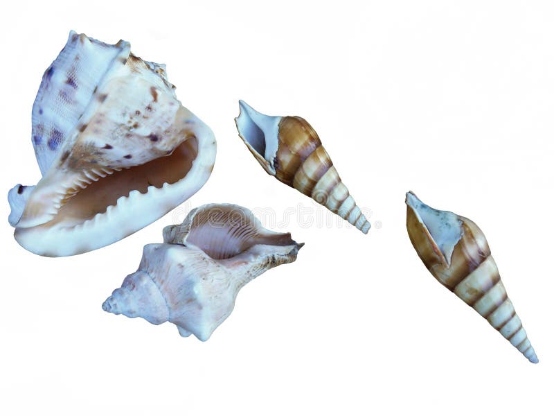 The Four Seashells Isolated on White Background. Stock Photo - Image of ...