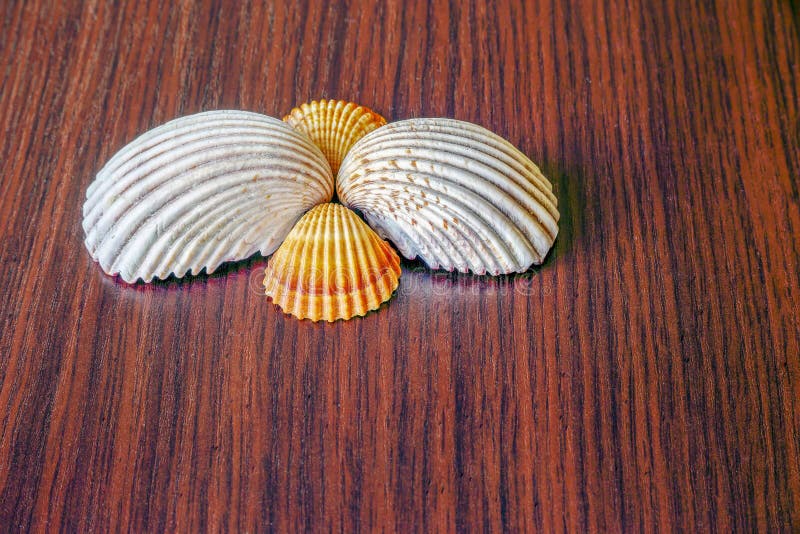 Four Seashells Lying on a Brown Table Stock Image - Image of hobby ...