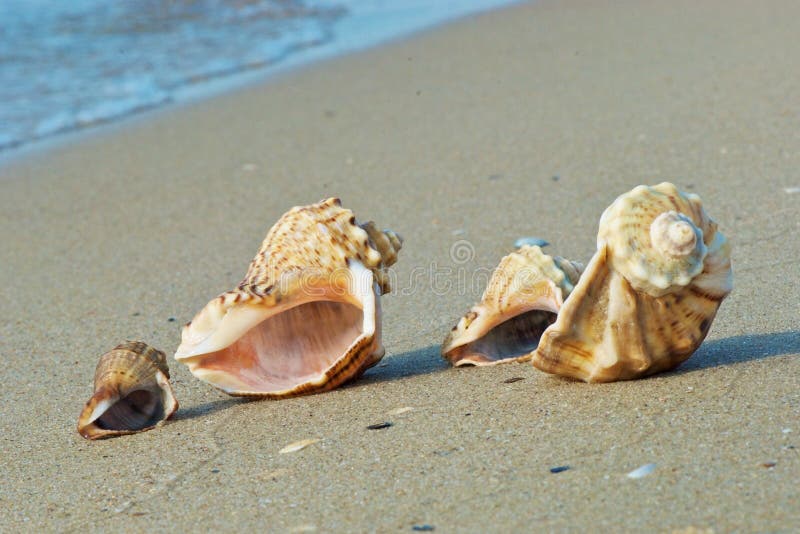 Four Seashells by the Sea on the Sand Stock Photo - Image of background ...