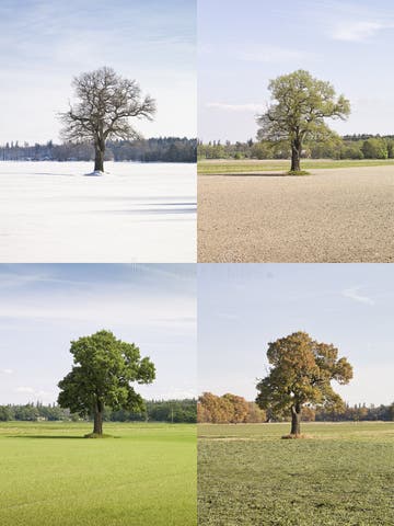 Four season tree stock image. Image of leaf, remote, spring - 39247725