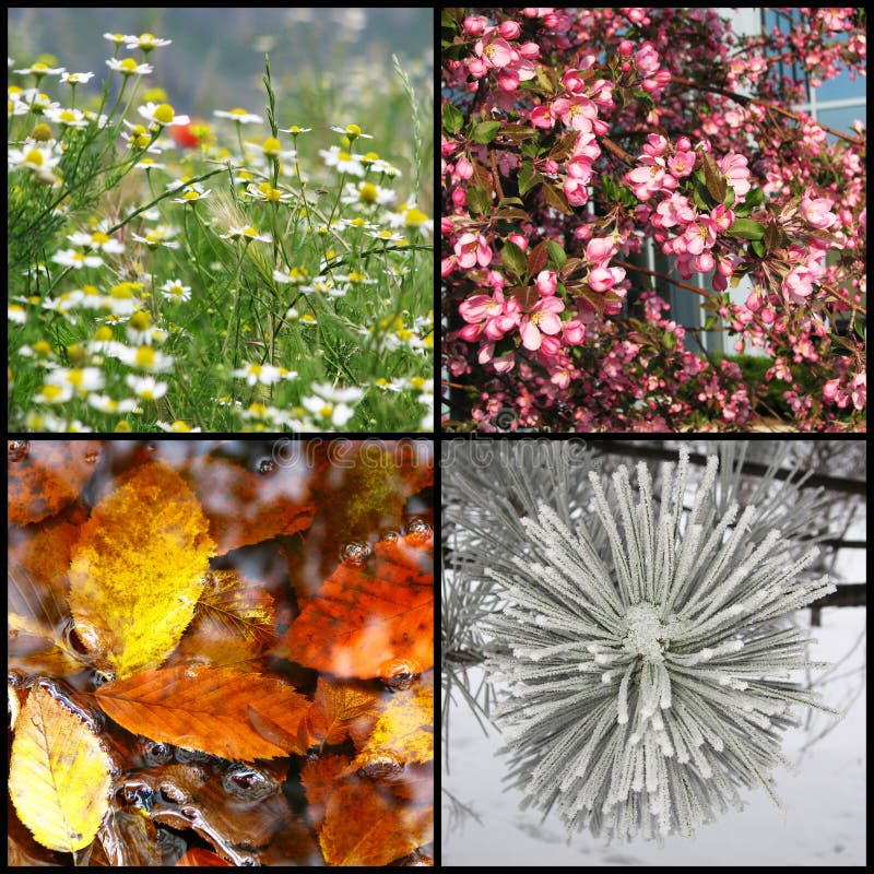 Four seasons stock photo. Image of branches, leaves, field - 28804012