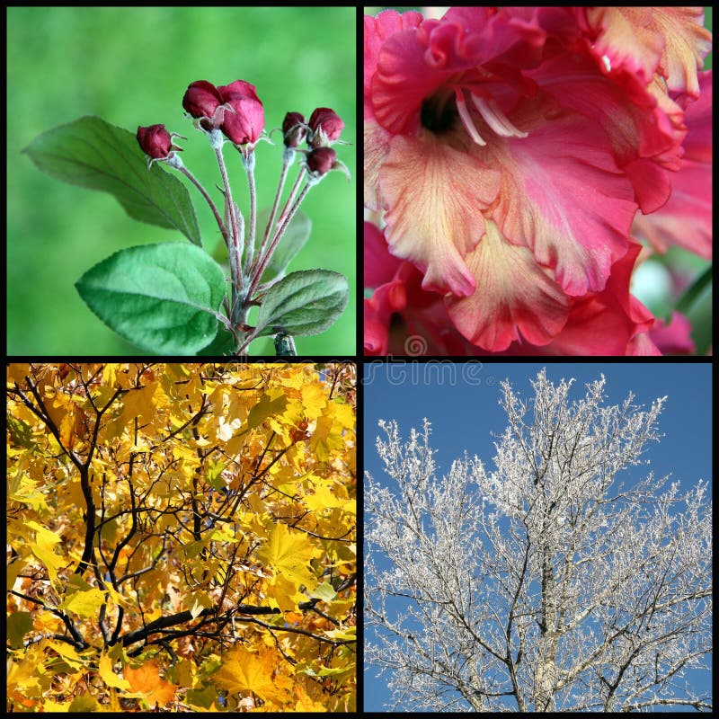 Four seasons stock photo. Image of garden, color, background - 7455776
