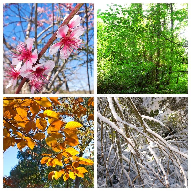 Four seasons collage stock photo. Image of natural, seasonal - 19488328